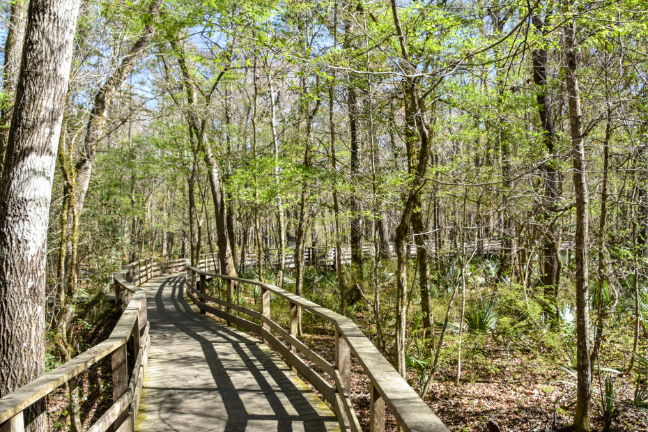 Exploring Francis Beidler Forest - Steph Purk