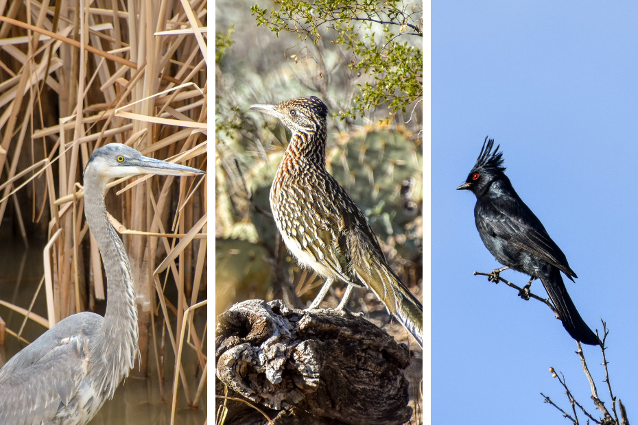 Birds of the Southwest - Steph Purk