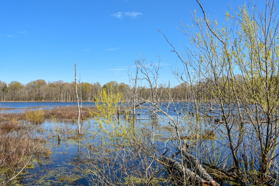 Pee Dee National Wildlife Refuge - Steph Purk