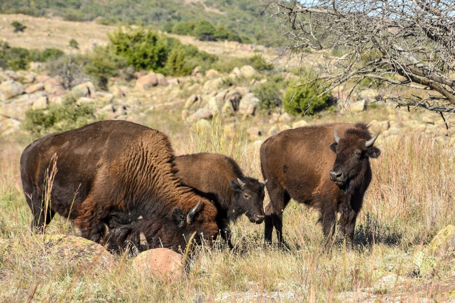Wichita Mountains National Wildlife Refuge - Steph Purk