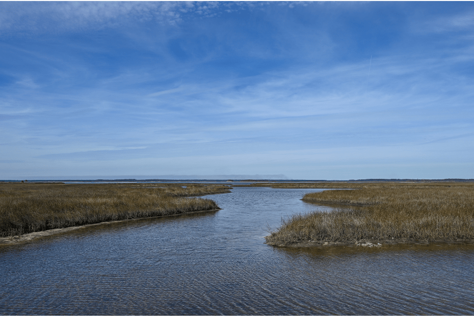 St. Marks National Wildlife Refuge: Encounters Along the Gulf Coast ...